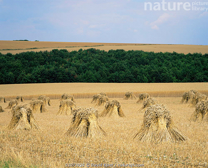 Stock photo of Corn stooks drying in field - Straw to be used for ...
