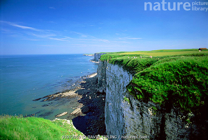 Stock photo of Bempton cliffs RSPB reserve Seabird breeding cliffs ...