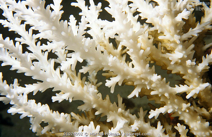 Stock photo of Bleached (Acropora) coral, Papua New Guinea. Available ...