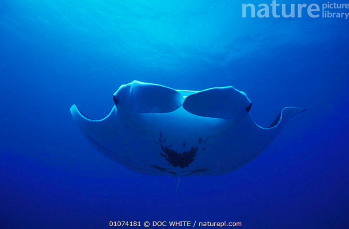 Stock photo of Underside view of Manta ray (Manta birostris) Mexico ...