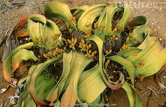 Stock photo of Welwitschia plant {Welwitschia mirabilis} with female ...
