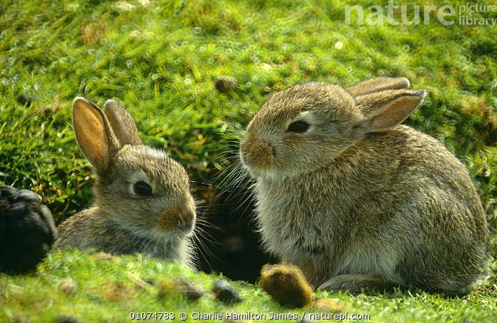 Stock photo of Wild baby rabbits {Oryctolagus cuniculus} at burrow ...