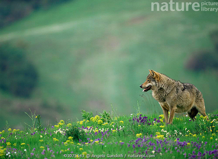Stock photo of Wild Grey wolf {Canis lupus} Abruzzo National Park ...