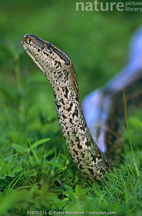 Stock photo of Rock python {Python sebae} Kenya. Available for sale on ...
