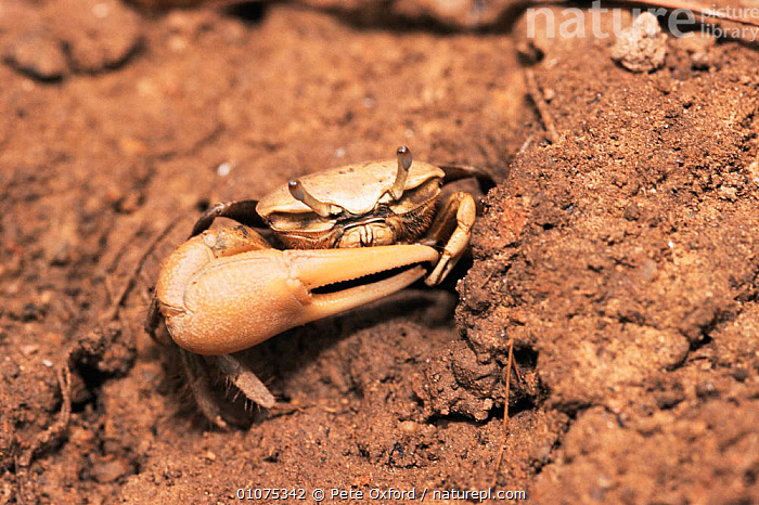 Stock photo of Fiddler crab {Uca genus} Coroni Swamp, Guyana, Caribbean ...
