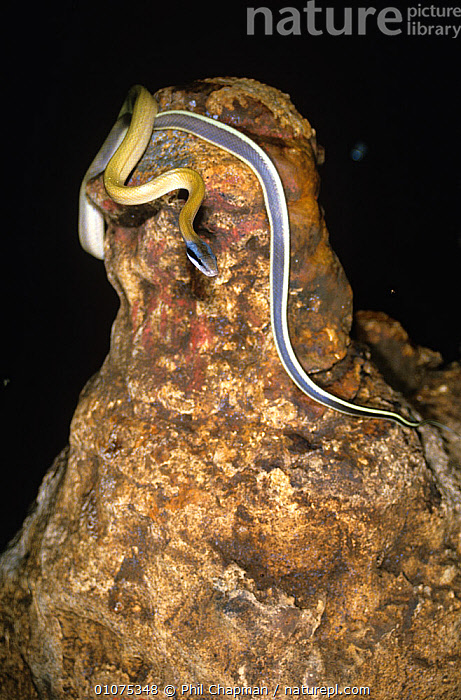 Stock photo of Bornean cave racer snake {Elaphe taeniura grabowskyi ...