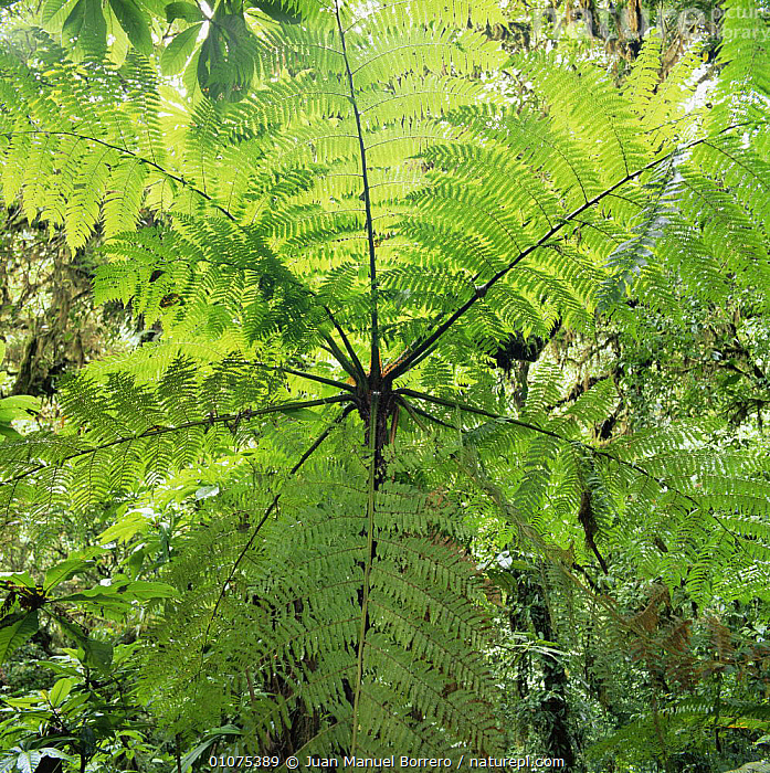 Stock photo of High angle view through Tree fern, Monteverde Natural ...