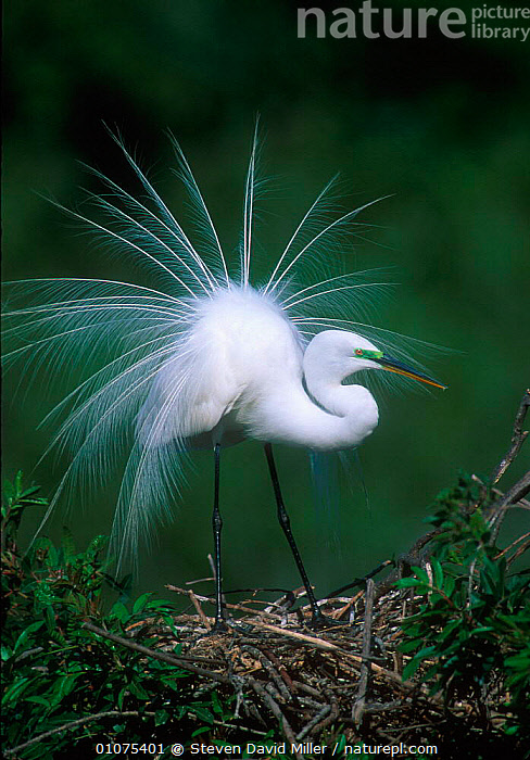 Stock photo of Great egret courtship display {Ardea alba} Florida, USA ...