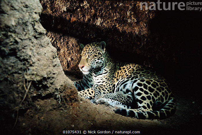 Stock photo of Jaguar female and 4-day-old cub in birth den {Panthera ...