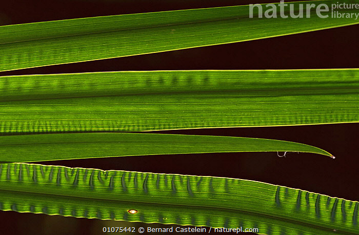Stock photo of Close up of leaves {Acorus calamus} Argonne, north-east ...