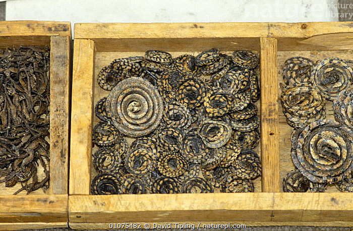Stock photo of Dried snakes on sale for medicine purposes, Beijing ...