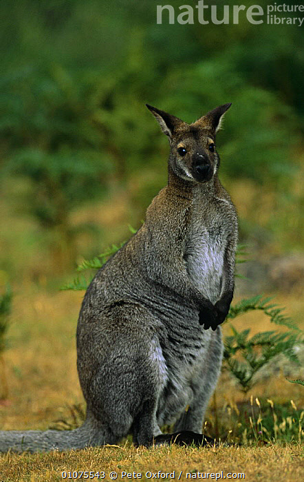 Stock photo of Bennett's / Red necked wallaby {Macropus rufogriseus ...