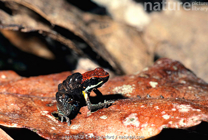 Stock photo of Male Poison dart frog carrying tadpole on back ...