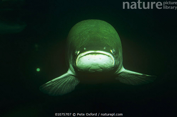 Stock photo of Giant arapaima {Arapaima gigas} world's largest ...