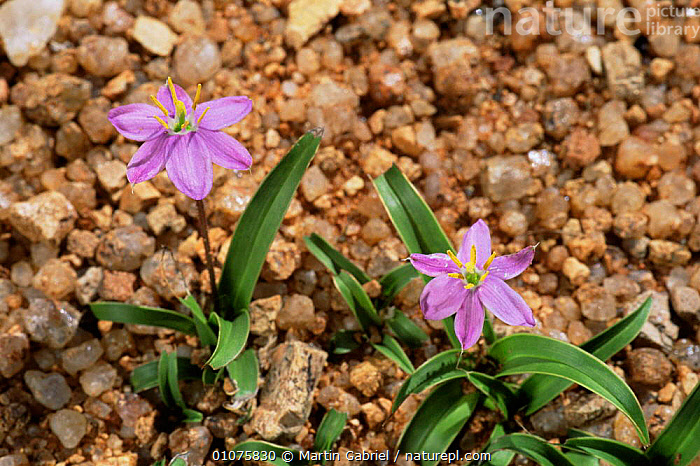 Stock photo of Desert lilies in flower in rainy season, Namib desert ...