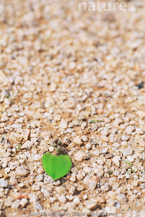 Stock photo of Desert lily germinating in rainy season, Namib desert ...