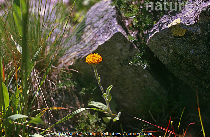 Stock photo of (Erigron cabulicus) flower in Western Tien Shan ...