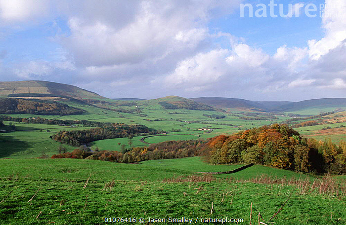 Stock photo of Open pasture land in autumn, Dunsop Bridge, Forest of ...