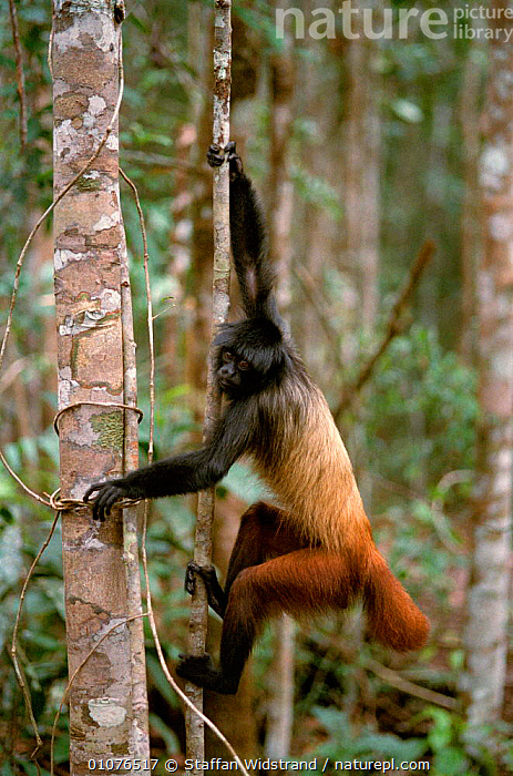 Stock photo of Black headed uakari monkey {Cacajao melanocephalus ...
