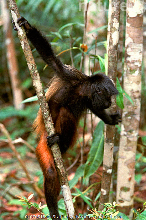Stock photo of Black headed uakari monkey {Cacajao melanocephalus ...