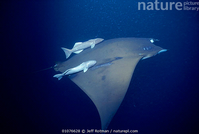 Stock photo of Manta ray {Manta hamiltoni} with Remora fish, Cocos Is ...