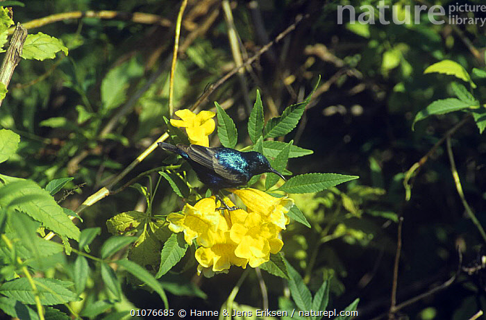 Stock photo of Purple sunbird {Nectarinia asiatica} on flower, Muscat ...
