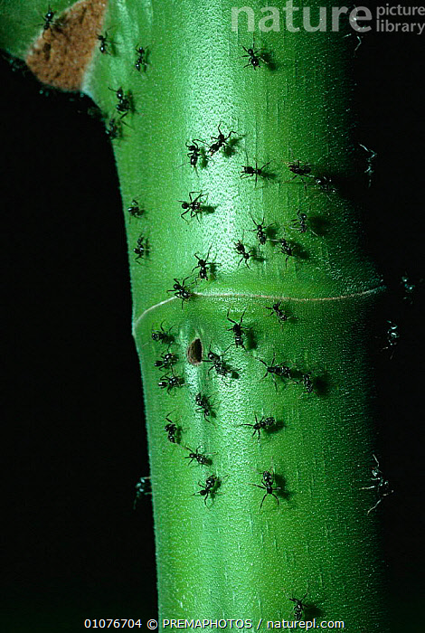 Stock photo of Ants {Azteca sp} at entrance to nest in Cecropia tree ...