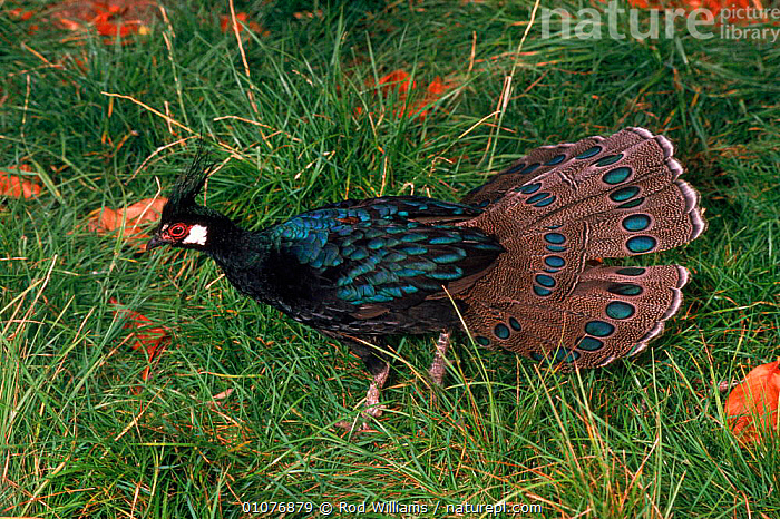 Stock photo of Male Palawan peacock pheasant. Occurs Philippines ...