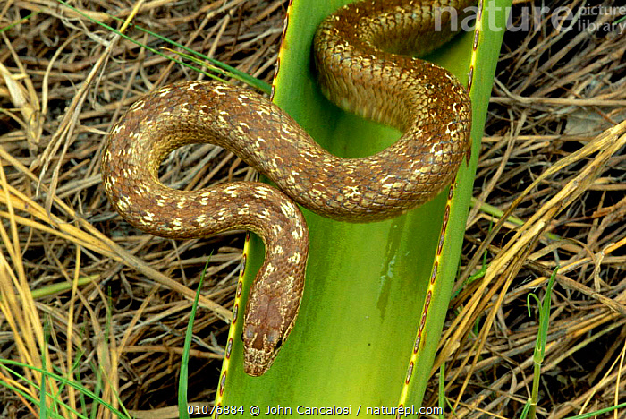 Stock photo of Male Antiguan racer {Alsophis antiguae} world's rarest ...