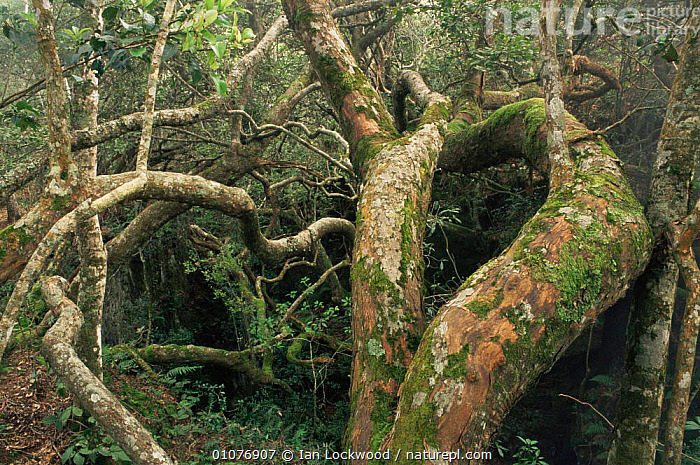 Stock photo of Inside Shola tropical rainforest, indigenous forest ...