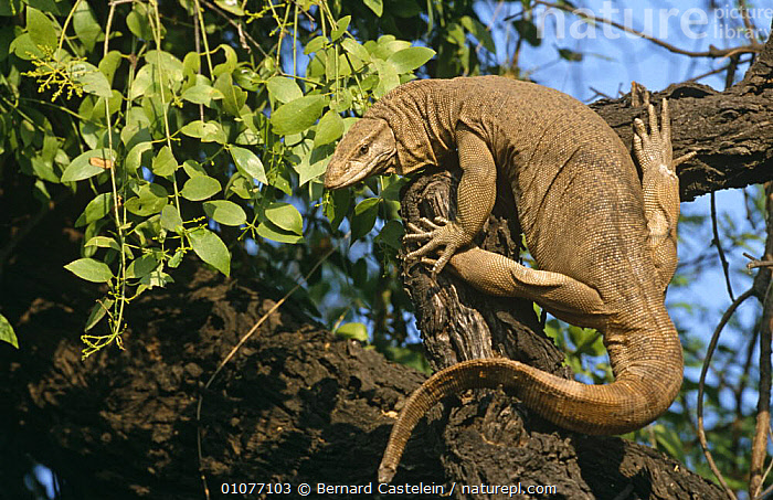 Stock photo of Bengal monitor in tree {Varanus bengalensis}, Keoladeo ...