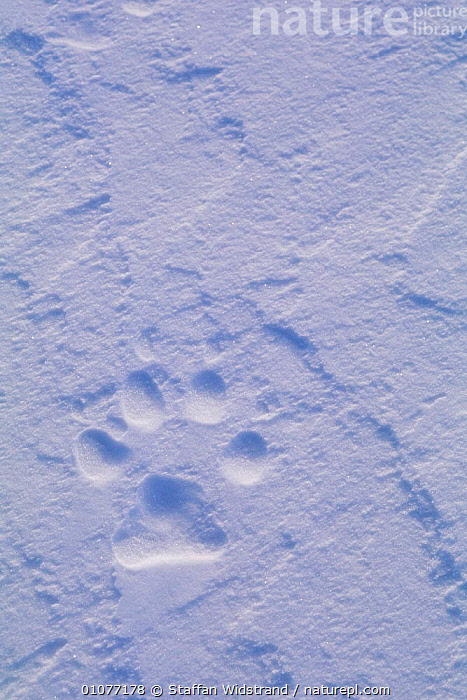 Stock photo of Arctic wolf footprint {Canis lupus arctos} Arctic ...