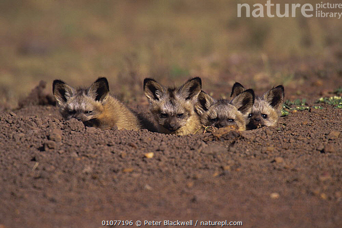 Stock photo of Bat eared fox {Otocyon megalotis} cubs peeping out of ...