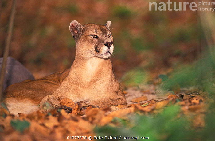 Stock photo of Puma resting {Felis concolor} captive Ecuador. Available ...