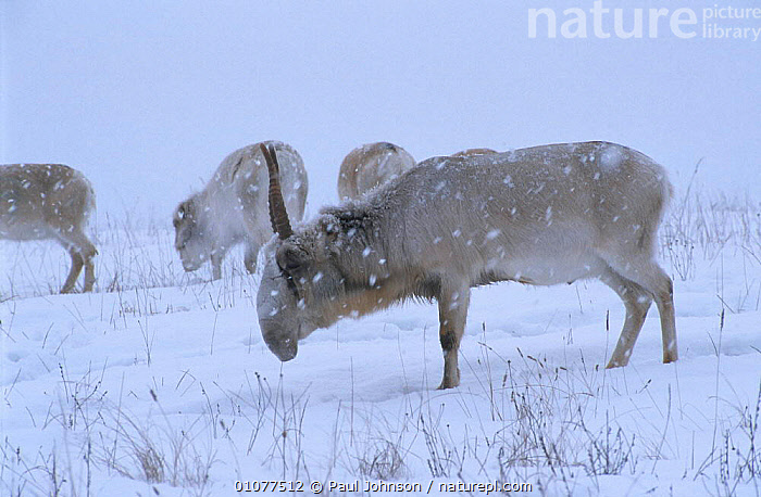 Stock photo of Saiga antelope in snow storm {Saiga tatarica} Endangered ...