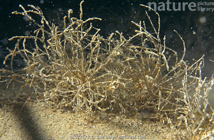 Stock photo of Sand mason worms (Lanice conchilega) Bouley Bay, Jersey ...