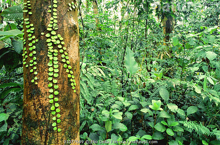 Stock photo of Tropical semi-evergreen forest in Assam, North East ...