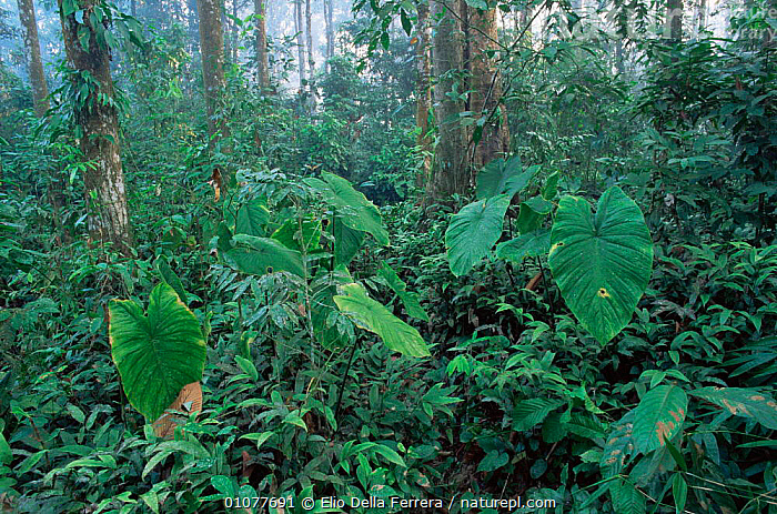 Stock photo of Tropical semi-evergreen forest in Assam, North East ...