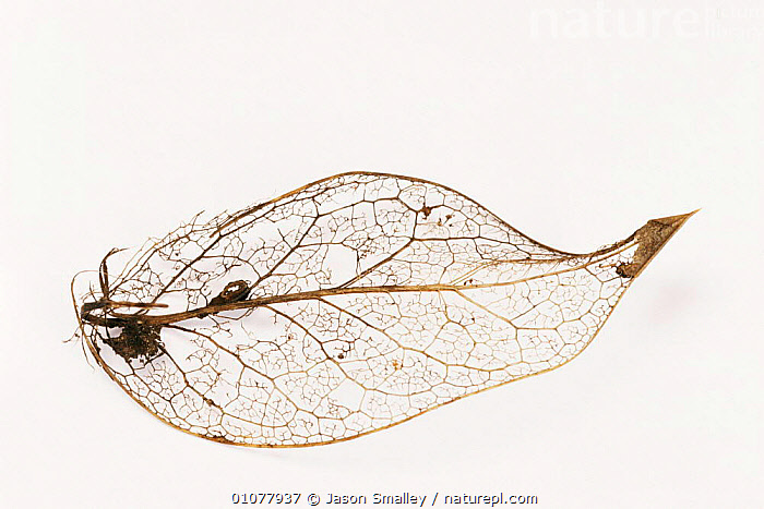 Stock photo of Holly leaf skeleton - no prickles because from top of ...