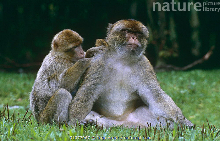 Apes Grooming
