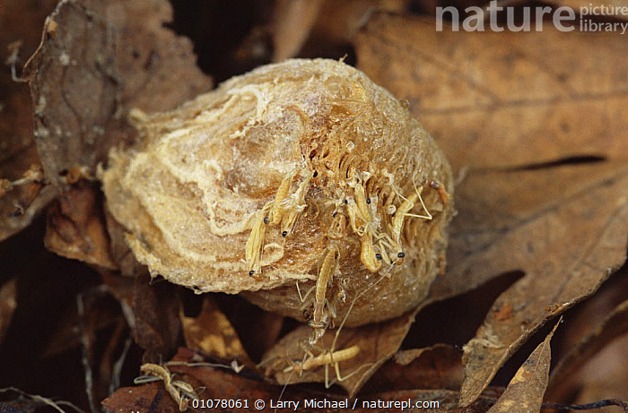 Stock photo of European praying mantids hatching {Mantis religiosa ...