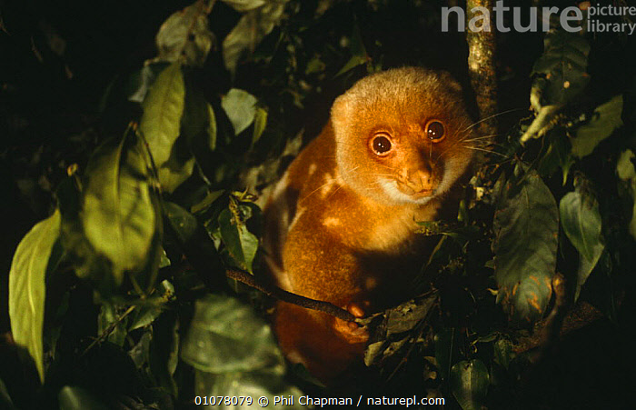 Stock photo of Spotted cuscus male {Phalanger maculatus} Lowland forest ...