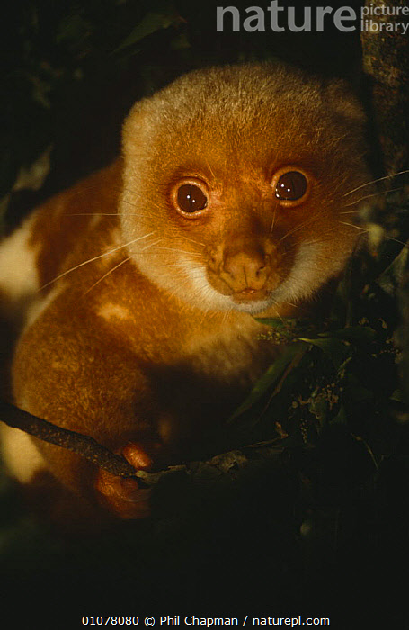 Stock photo of Spotted cuscus male {Phalanger maculatus} Lowland forest ...