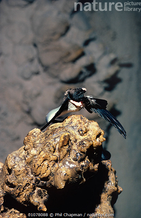 Stock photo of Cave racer snake {Elaphe taeniura} predating Swiftlet ...