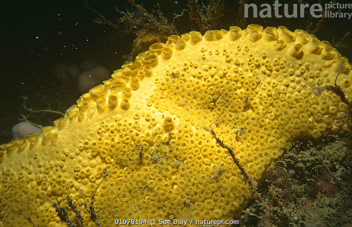 Stock photo of Sponge (Cliona celeta) Goulio mass, Sark, Channel Isles ...