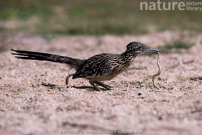 Stock photo of Road runner with snake prey {Geococcyx californianus ...