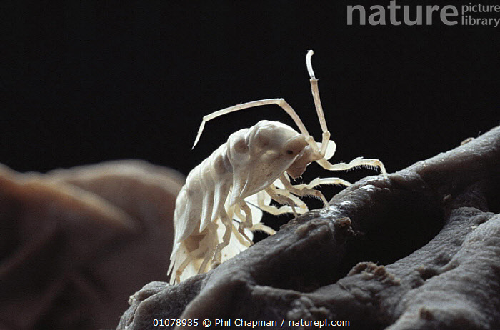 Stock photo of Albino cave Isopod {Paraperiscyphis platyperaeon} Mulu ...