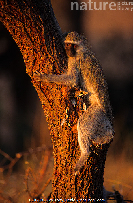 Stock photo of Vervet monkey clinging to tree (Chlorocebus ...