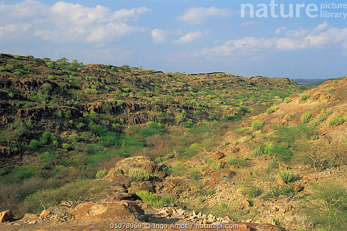 Stock photo of Tropical dry scrubland habitat in Thar desert, Rajastan ...