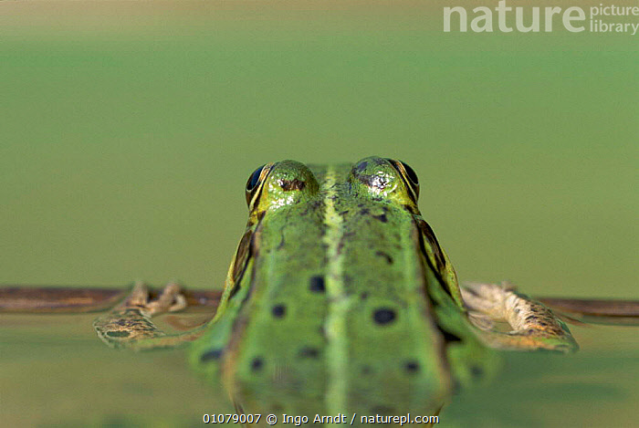 Stock photo of European edible frog, rear view {Rana esculenta} Germany ...